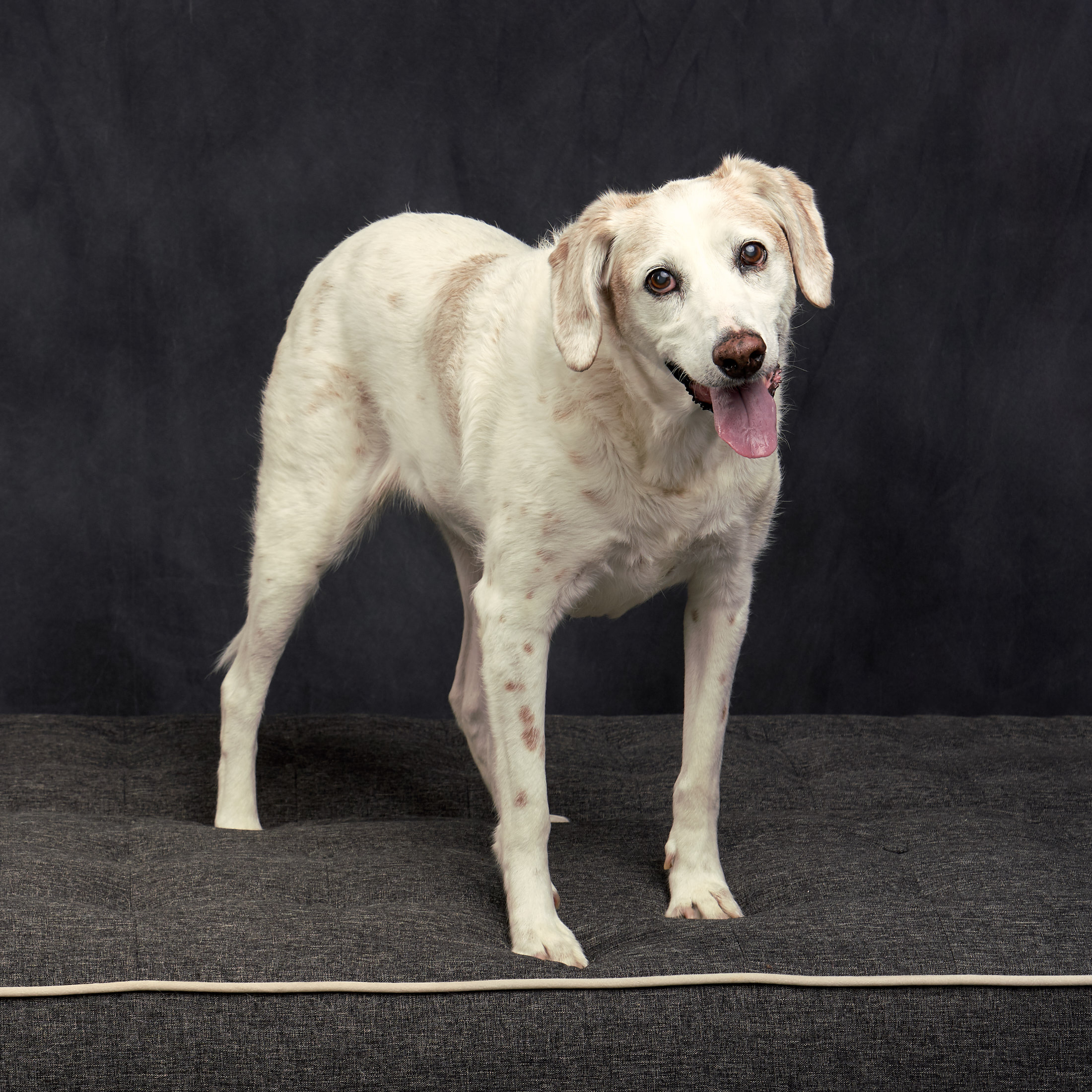 About – Veterinary Chaplaincy services