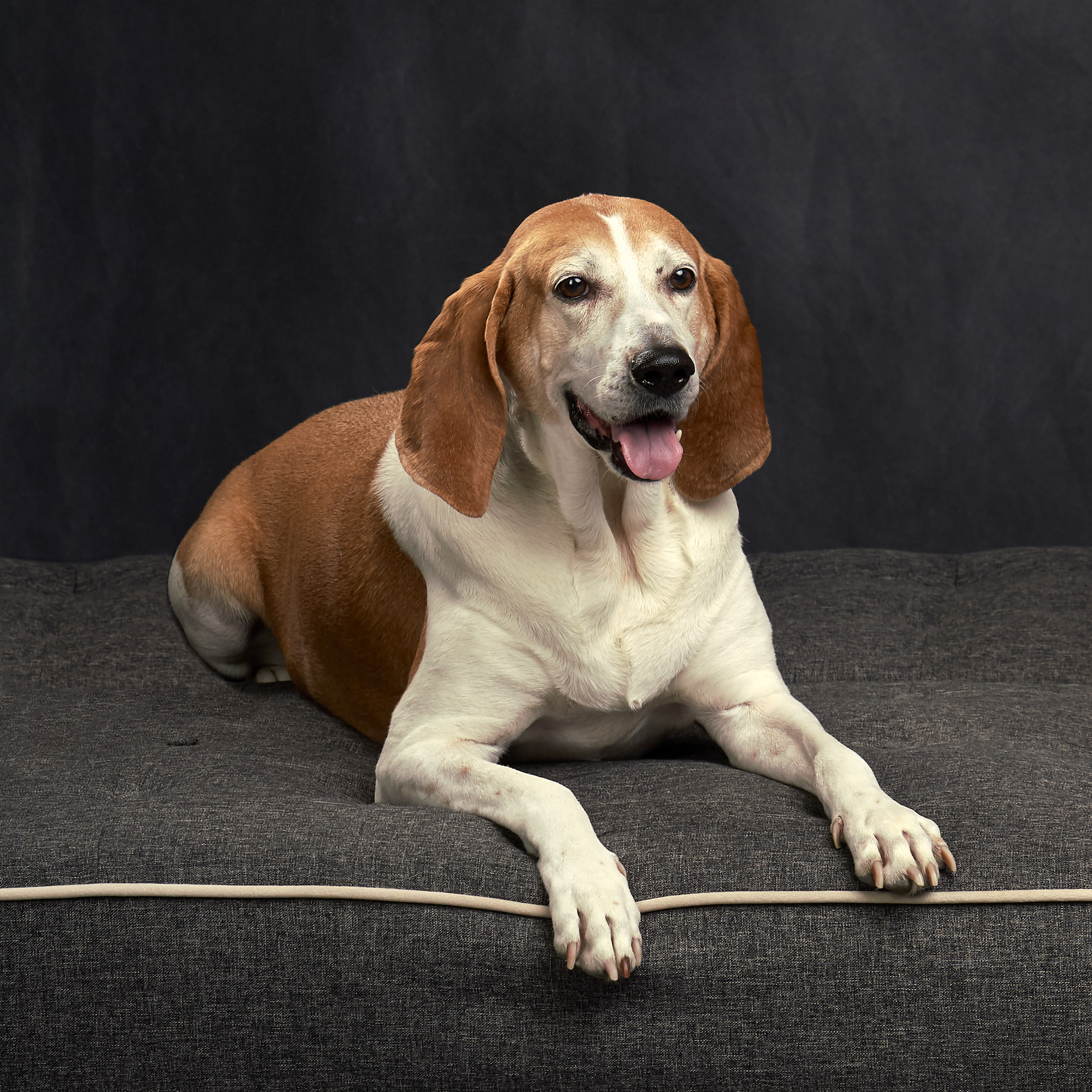 About – Veterinary Chaplaincy services